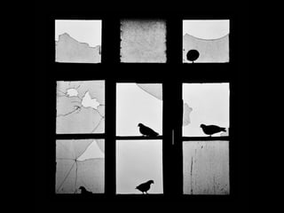 Animals looking through windows | PPT