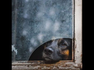 Animals looking through windows | PPT