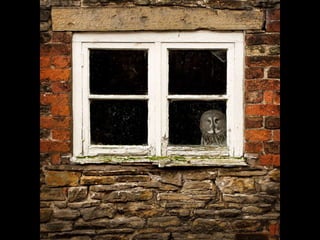 Animals looking through windows | PPT