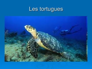 Animals marins | PPT