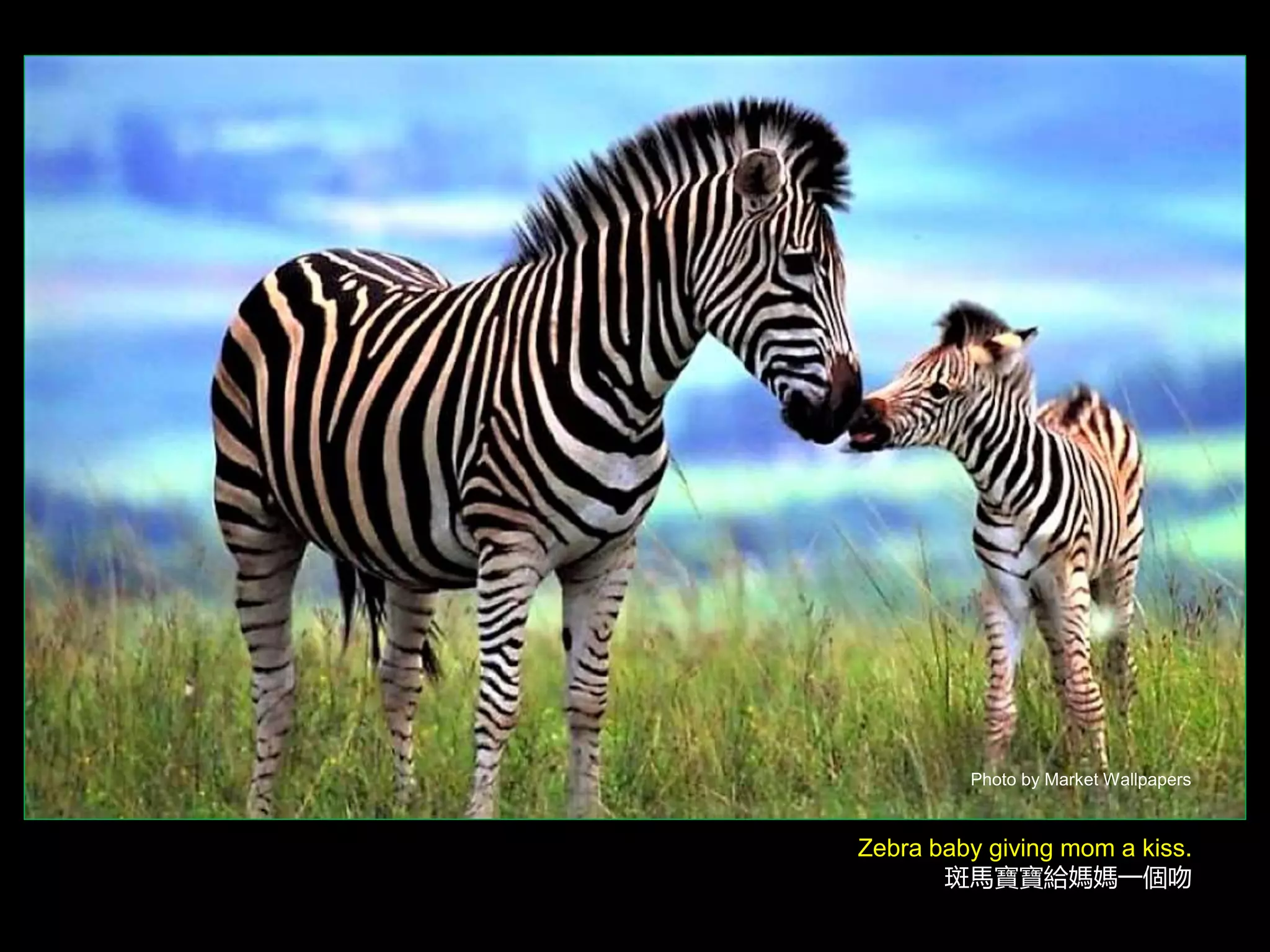 Animals‘ maternal love (動物母性之愛).ppsx