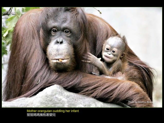 Animals‘ maternal love (動物母性之愛).ppsx