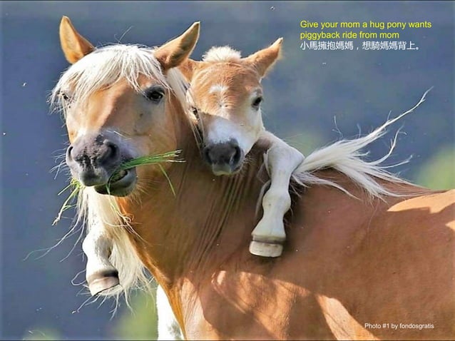 Animals‘ maternal love (動物母性之愛).ppsx