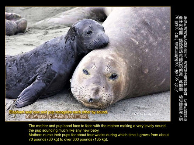 Animals‘ maternal love (動物母性之愛).ppsx