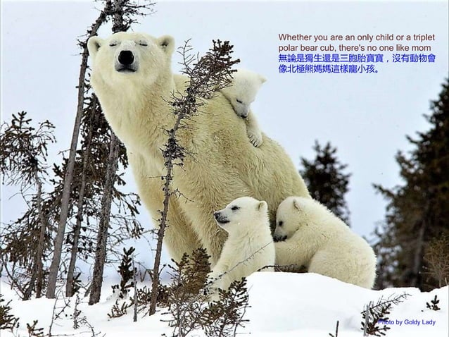 Animals‘ maternal love (動物母性之愛).ppsx