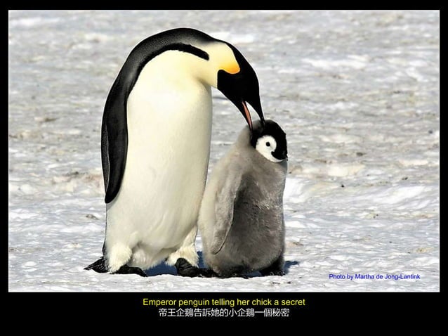 Animals‘ maternal love (動物母性之愛).ppsx