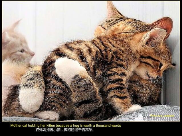 Animals‘ maternal love (動物母性之愛).ppsx