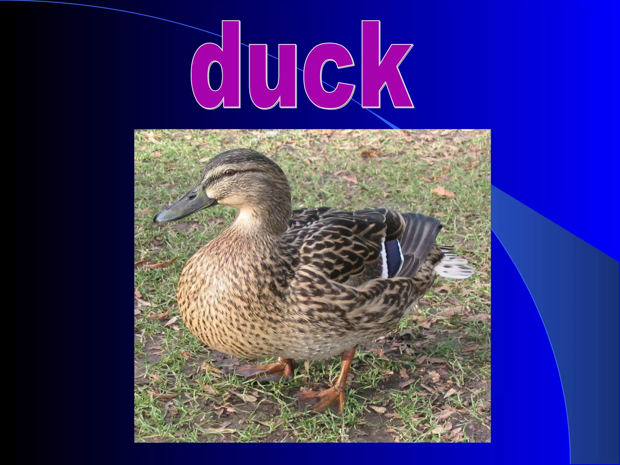 Animals Mateusz Z. Kamil P. | PPT