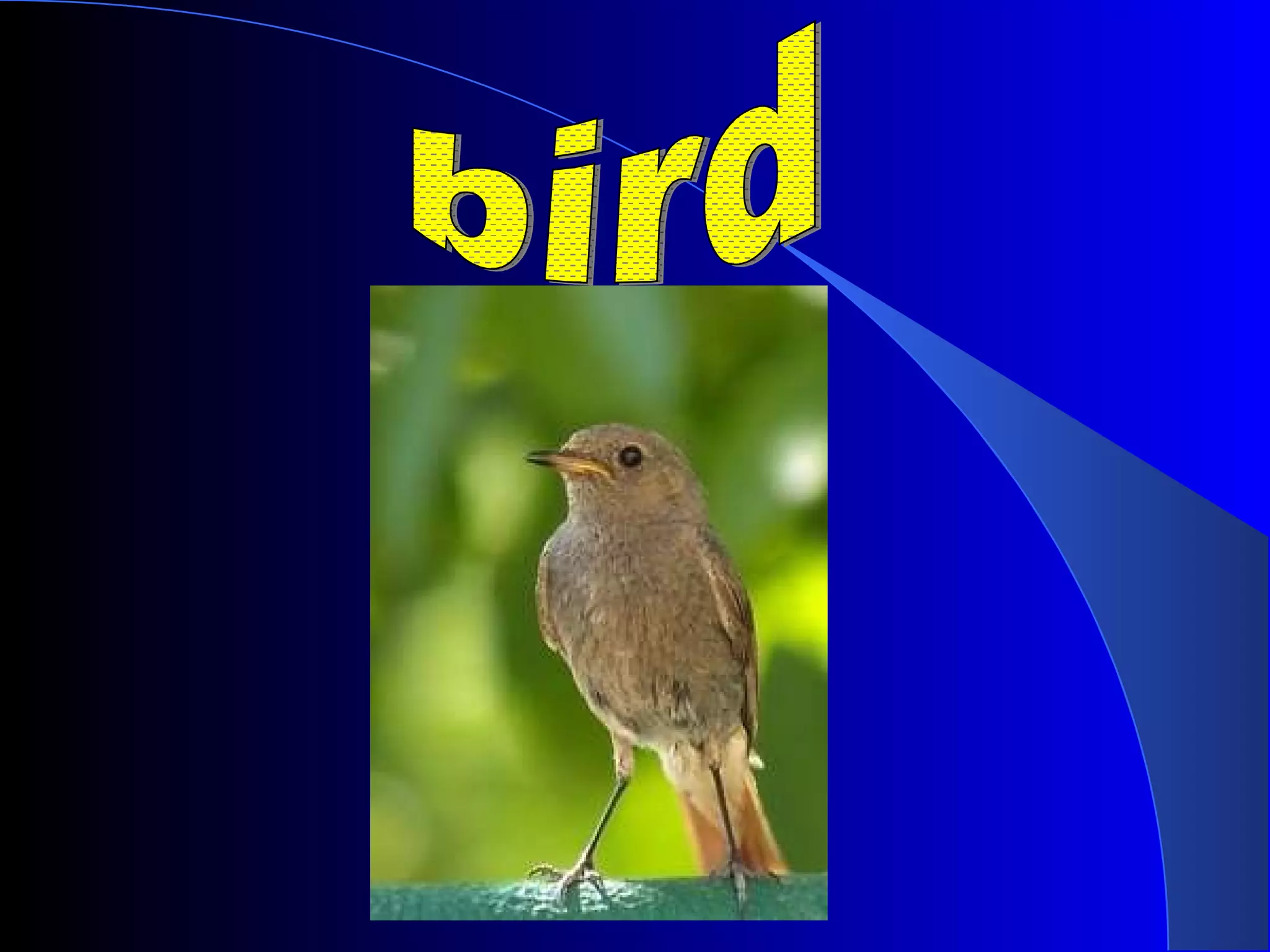 Animals Mateusz Z. Kamil P. | PPT