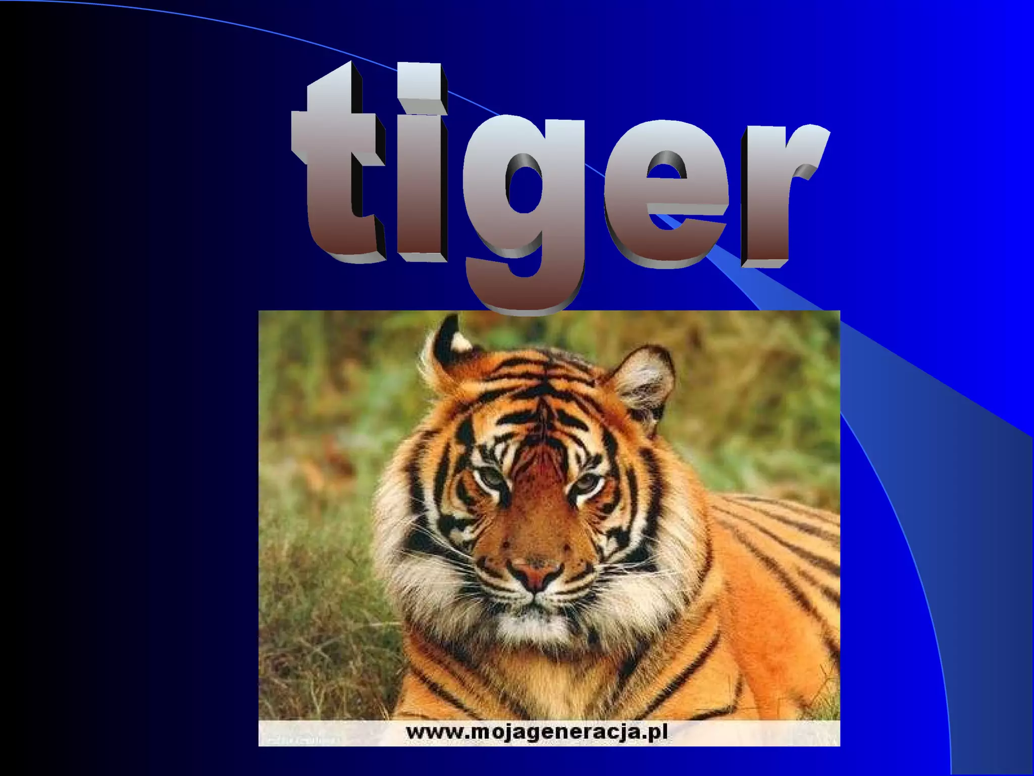 Animals Mateusz Z. Kamil P. | PPT