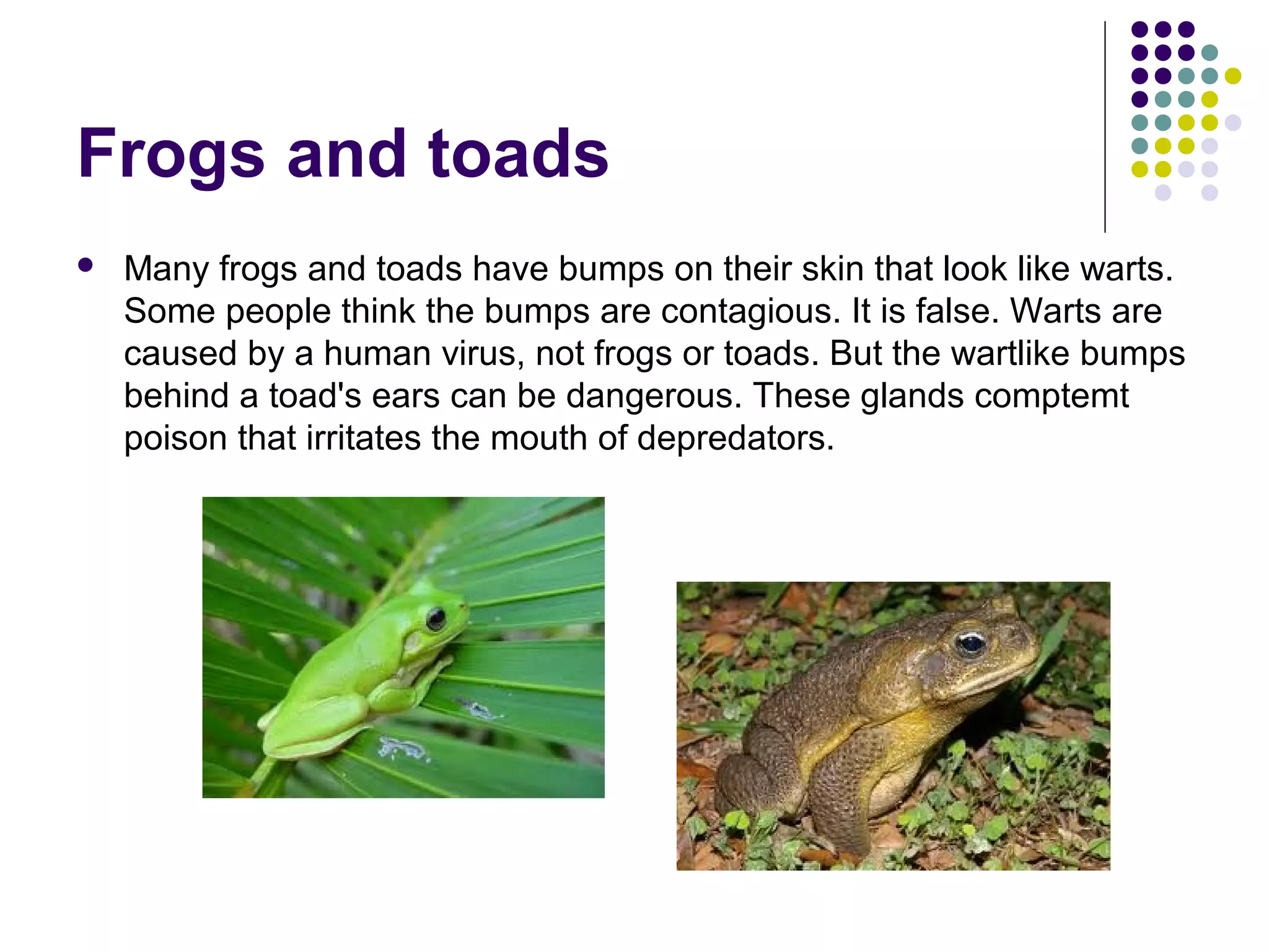 ANIMAL MYTHS BUSTED | PPT