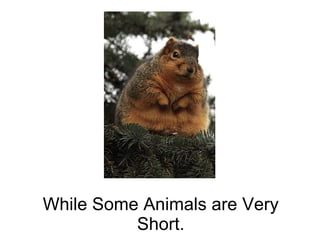 Animals of all different shapes and sizes | PPT