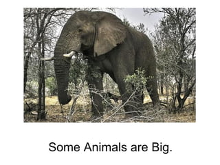 Animals of all different shapes and sizes | PPT