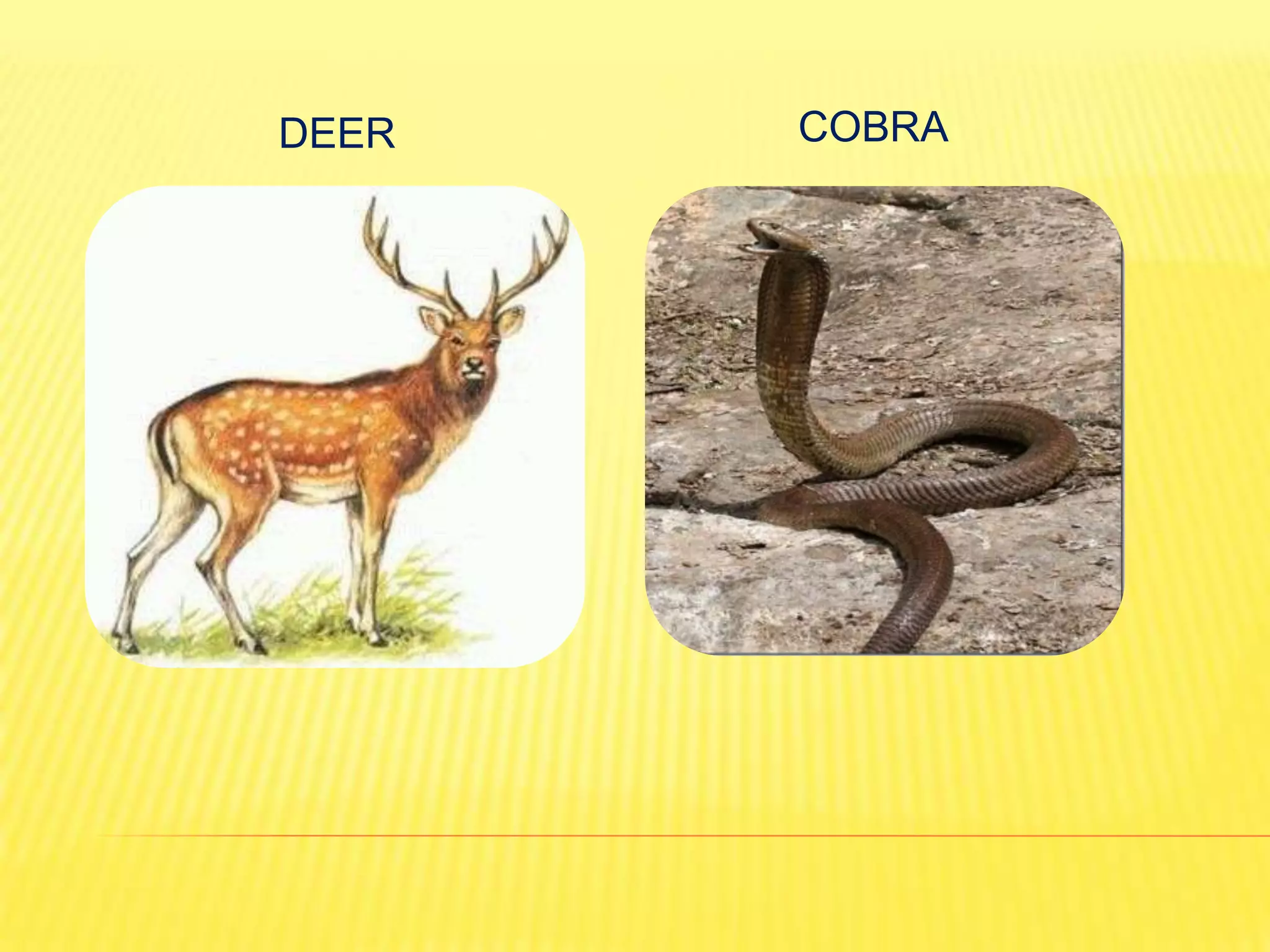 Animals of india | PPTX