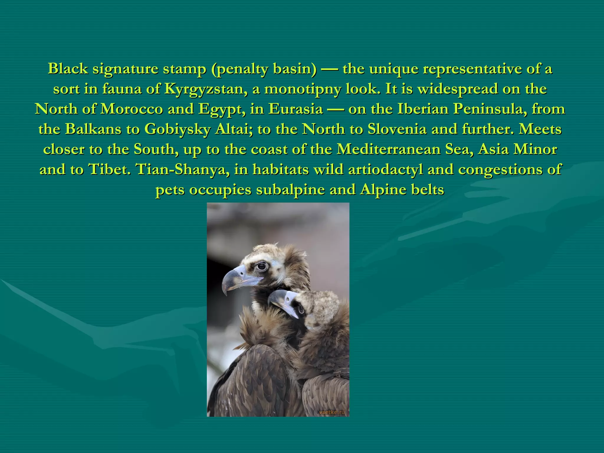 Animals of kyrgyzstan included in the red book | PPT