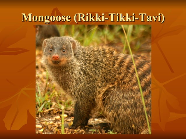 The Animals of Rikki Tikki Tavi | PPT