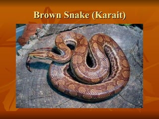 Rikki Tikki Tavi Karait