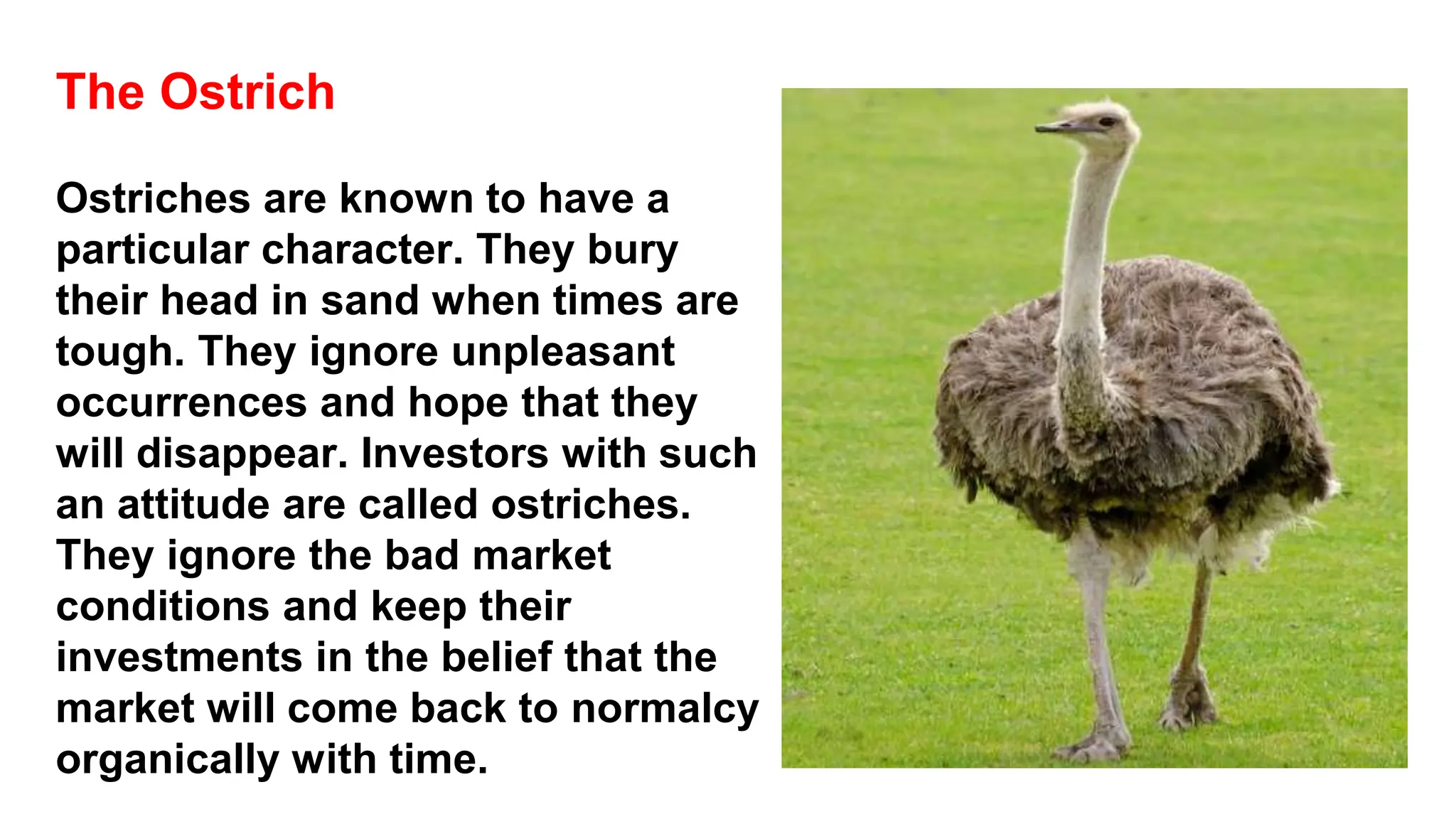 Animals of stock market (1).pptx
