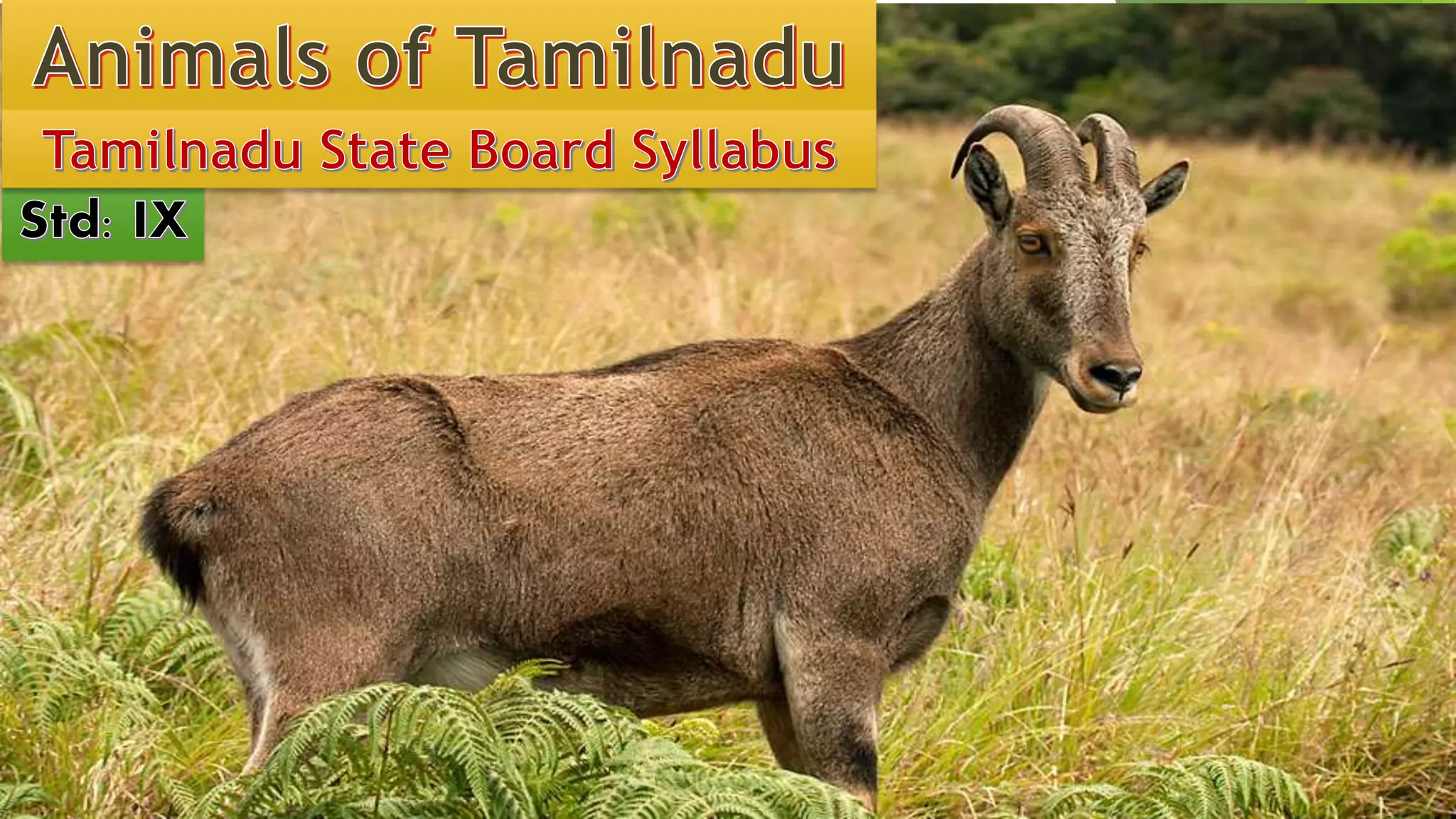 Animals of tamilnadu | PPTX