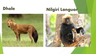 Animals of tamilnadu | PPTX