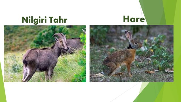 Animals of tamilnadu | PPTX