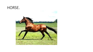 Animals of the farm | PPTX