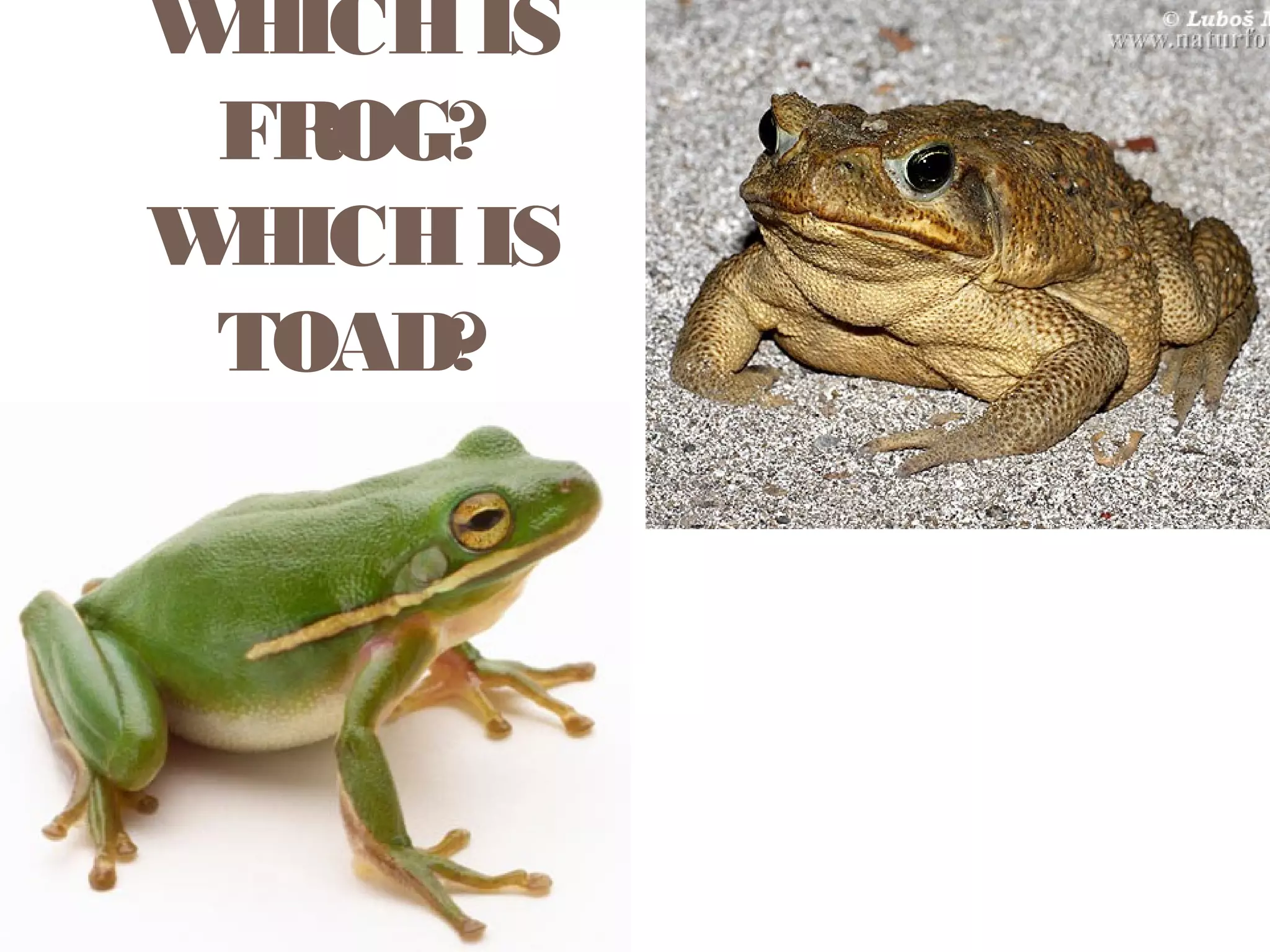 Animals of the same kind have similarities and differences | PPT