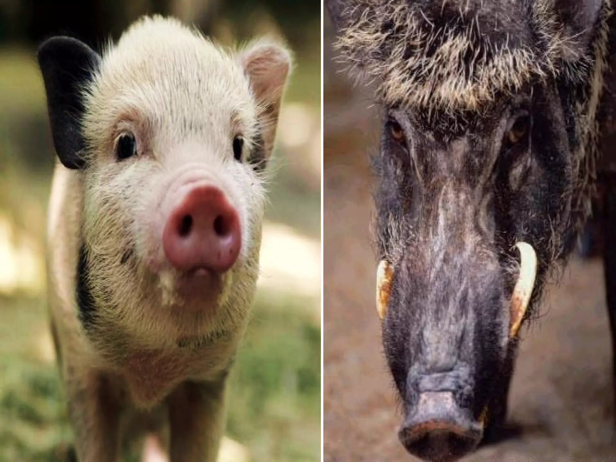 Animals of the same kind have similarities and differences | PPT