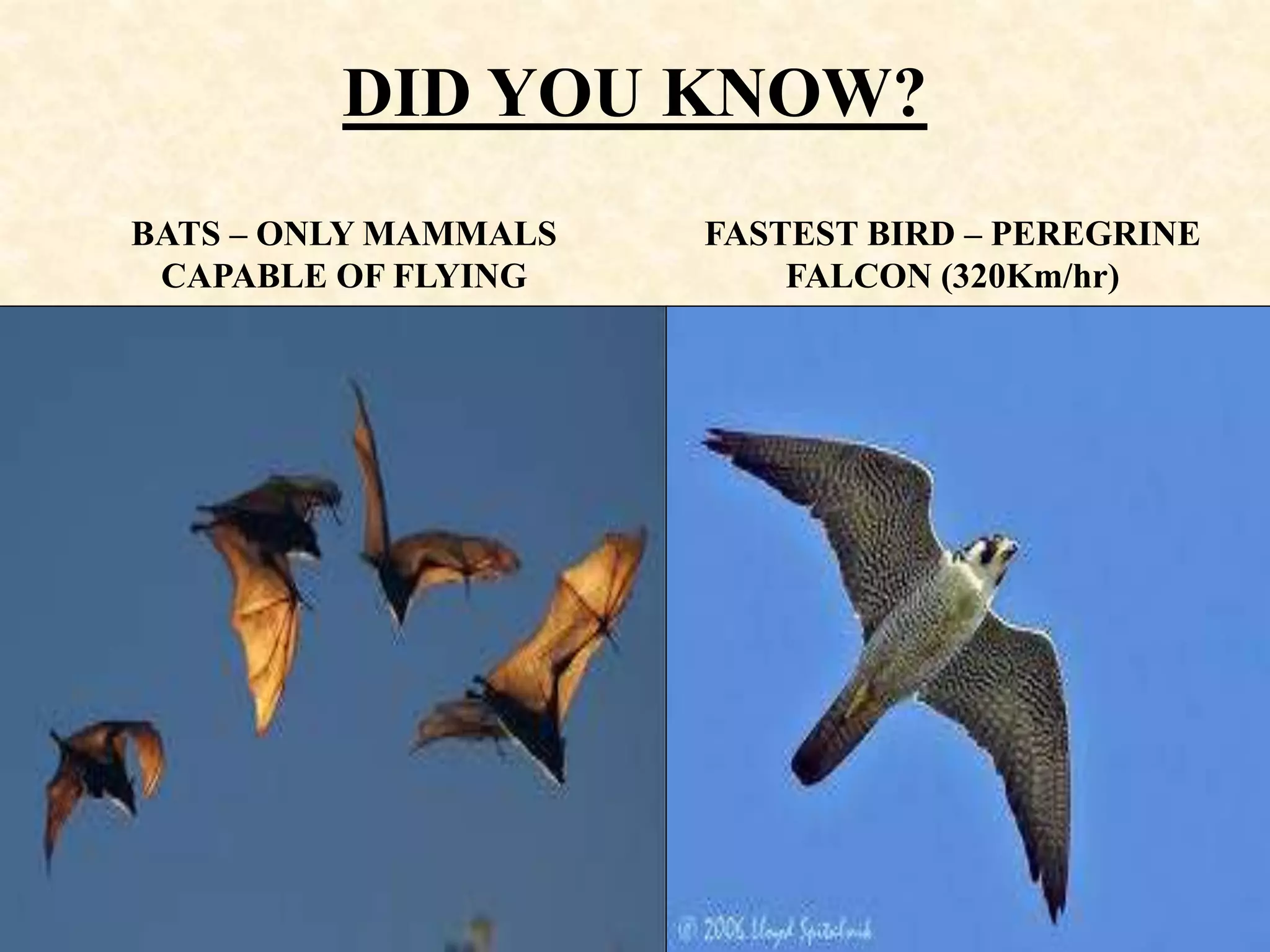 Animals on the move | PPT