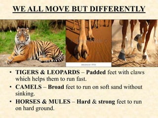 Animals on the move | PPT