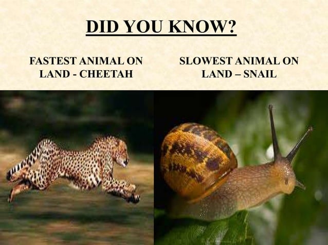 Animals on the move | PPT