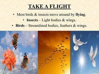 Animals on the move | PPT