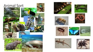 Animal sort | PPT