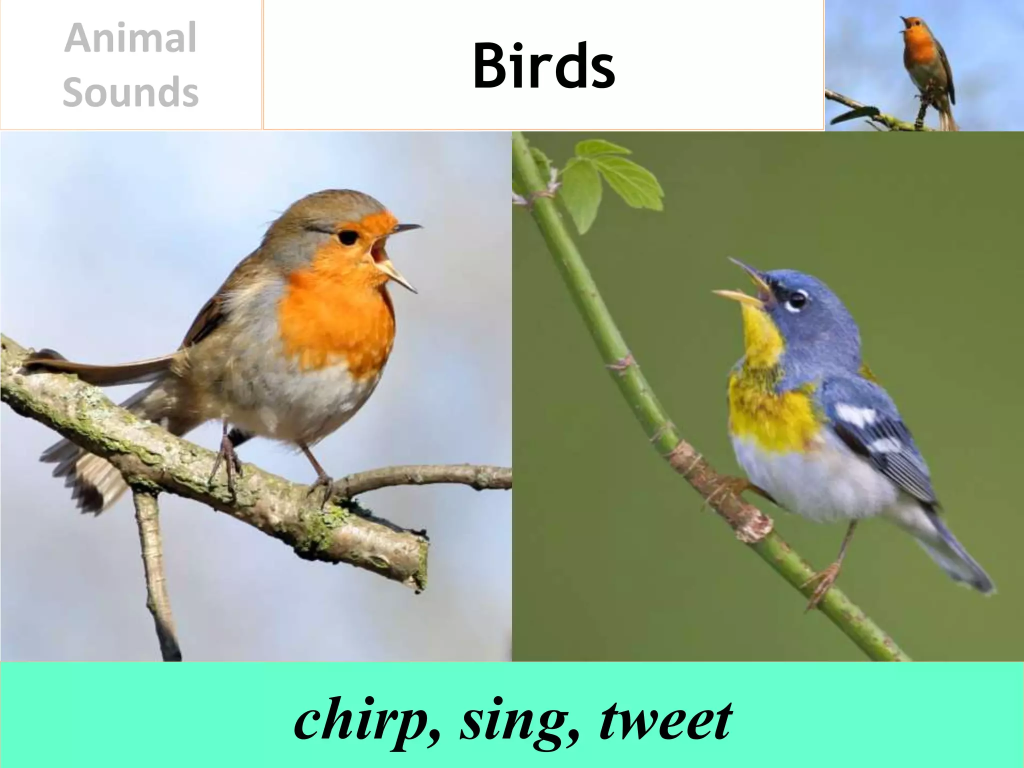 Animal Sounds | PPTX