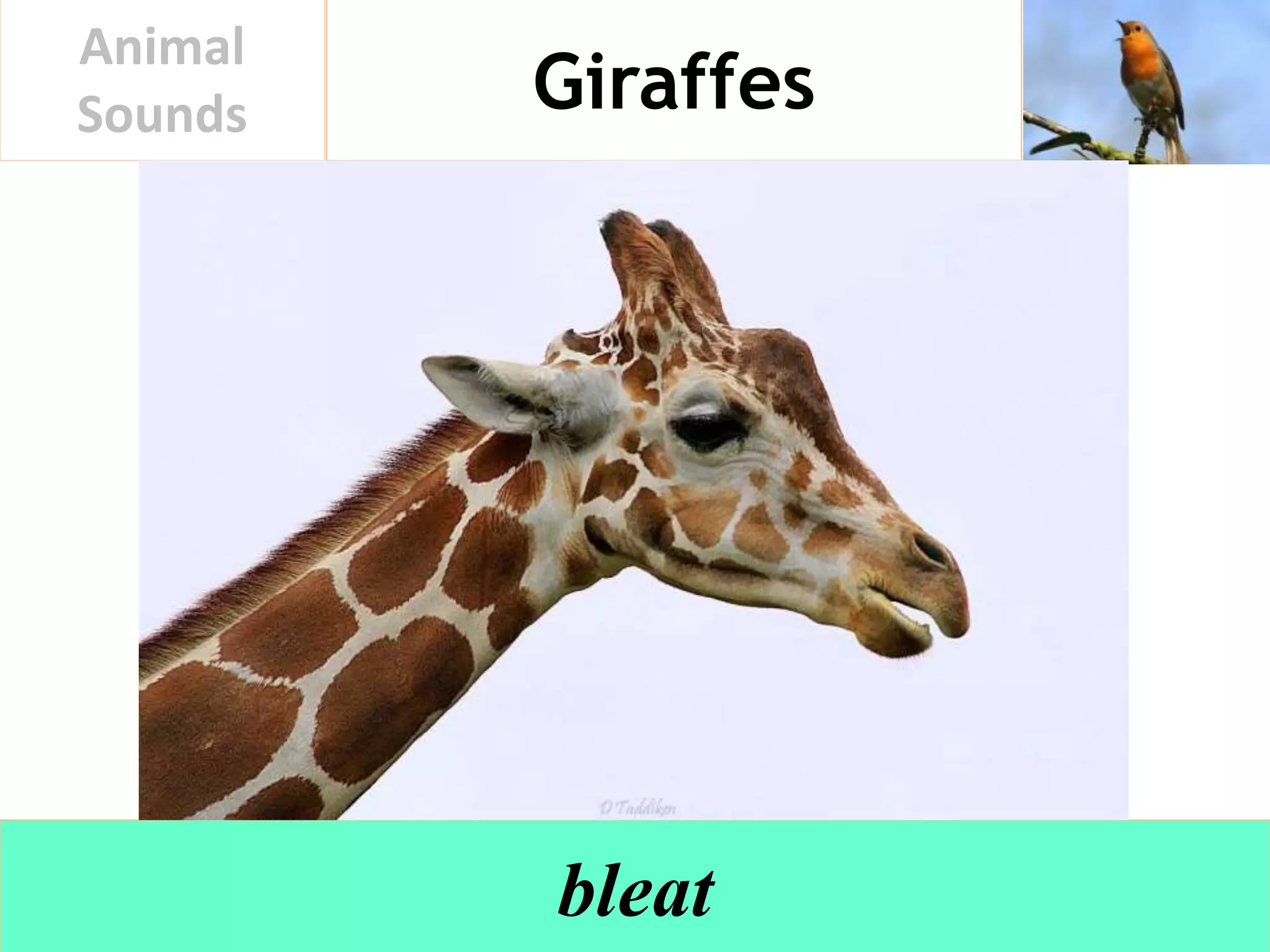 Animal Sounds | PPTX