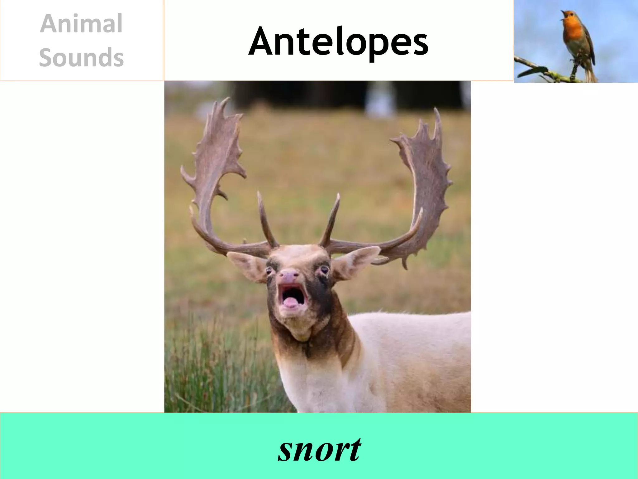 Animal Sounds | PPTX