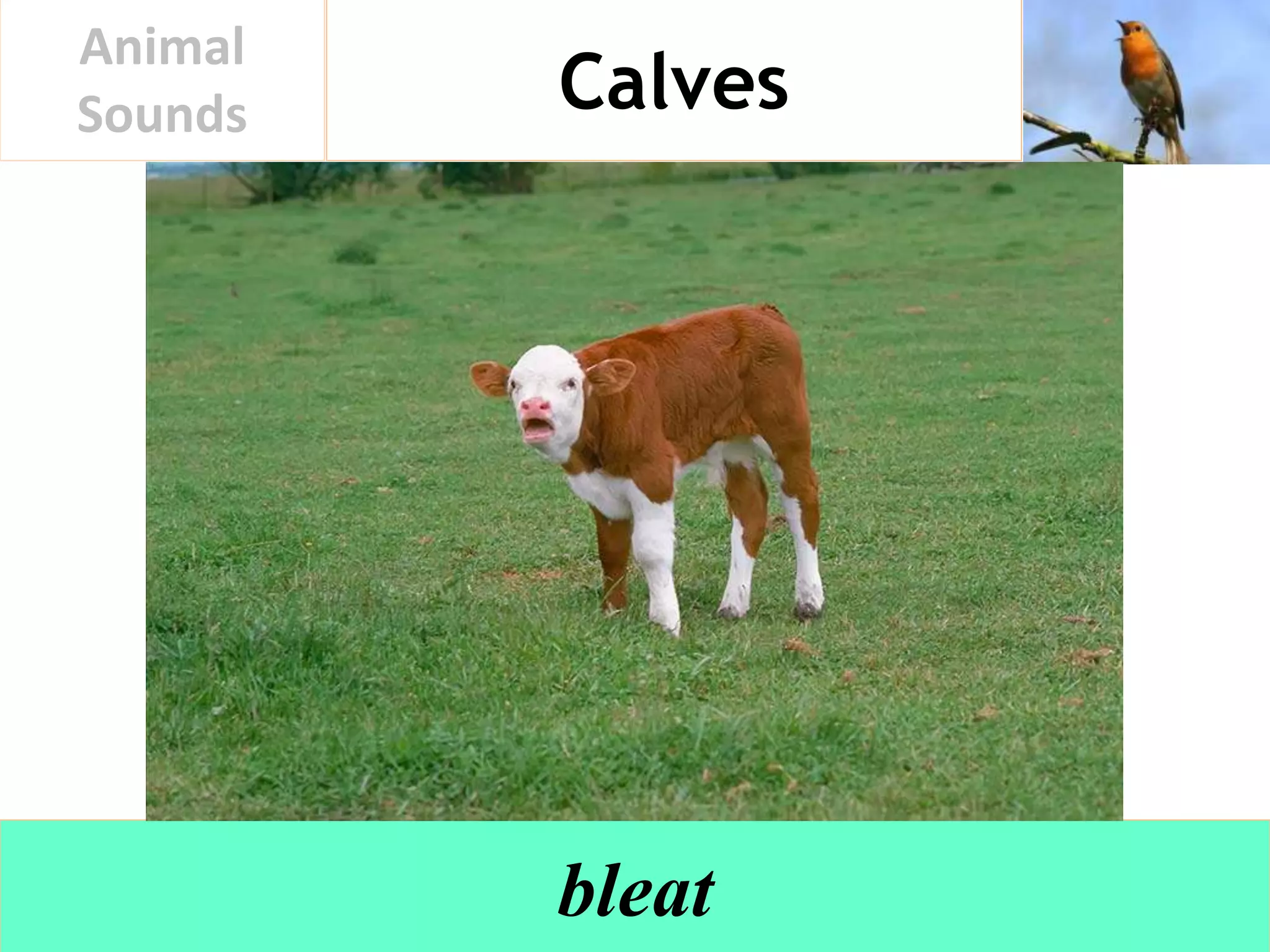 Animal Sounds | PPTX