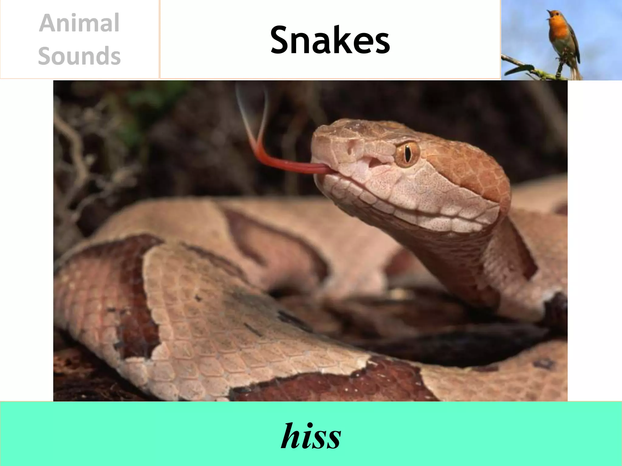 Animal Sounds | PPTX