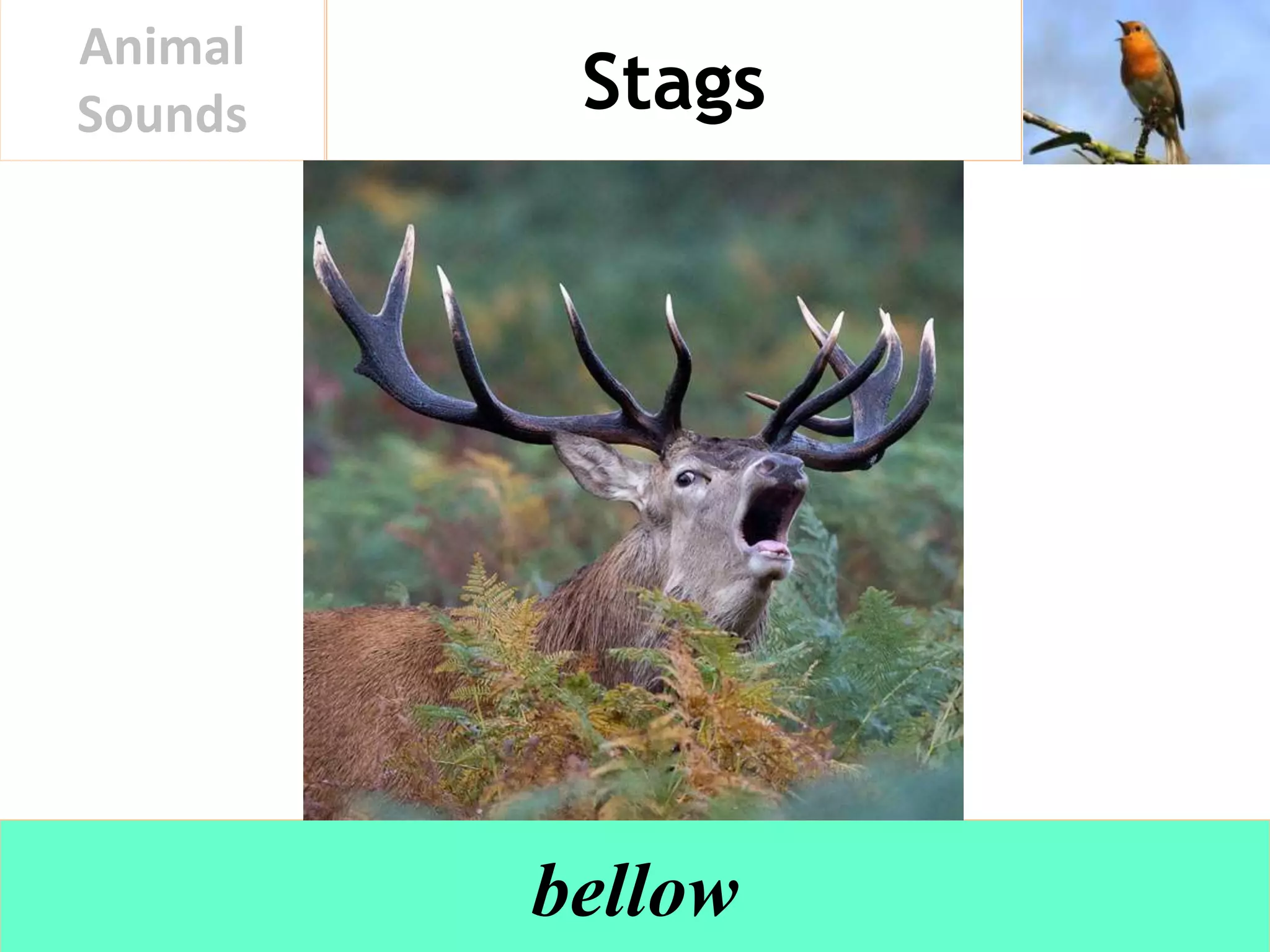 Animal Sounds | PPTX