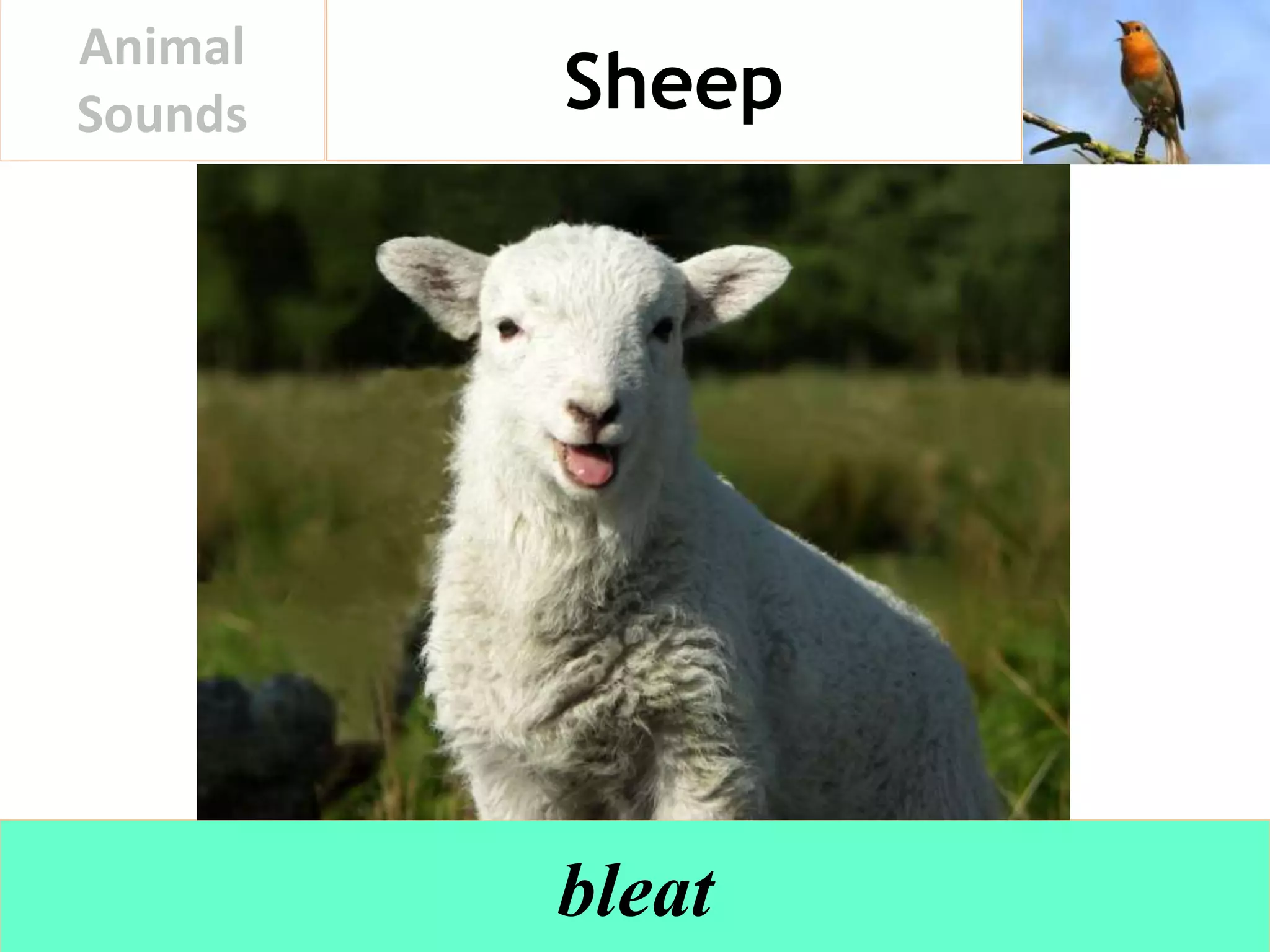 Animal Sounds | PPTX