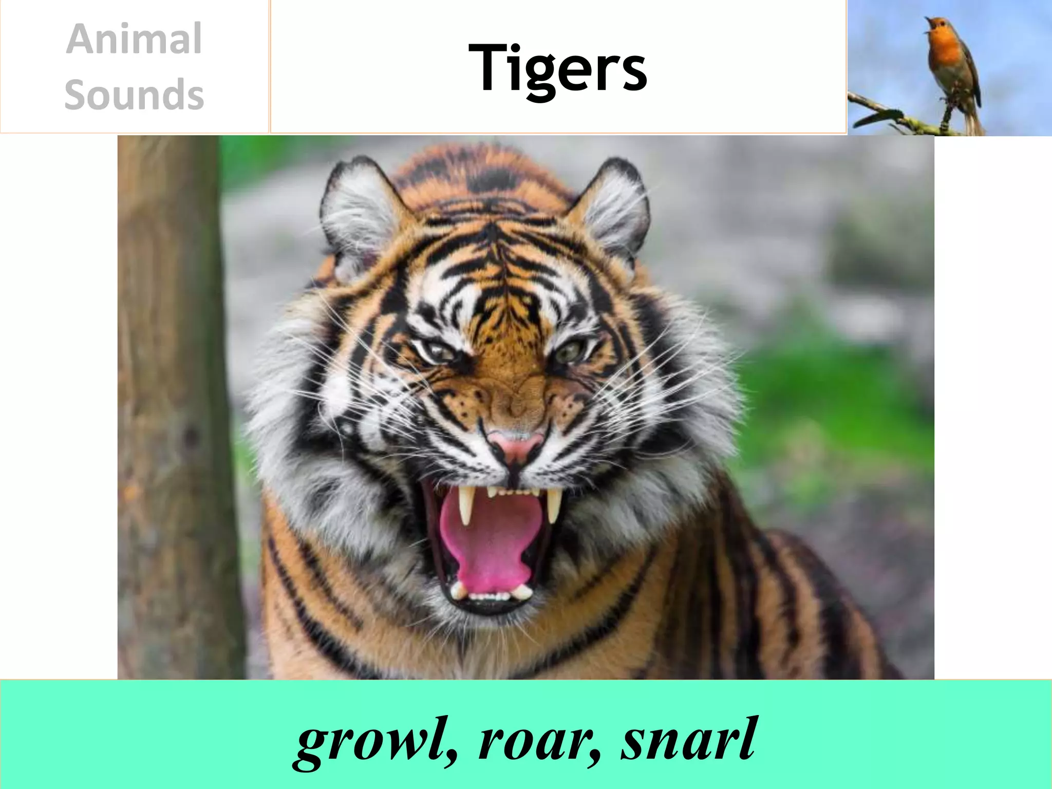 Animal Sounds | PPTX