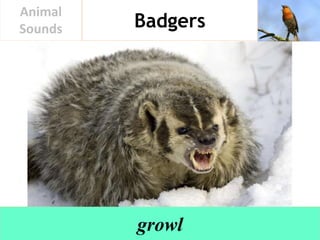 Animal Sounds | PPTX