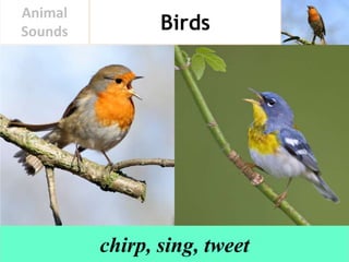Animal Sounds | PPTX