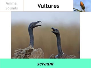 Animal Sounds | PPTX