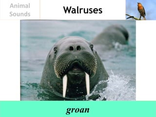 Animal Sounds | PPTX