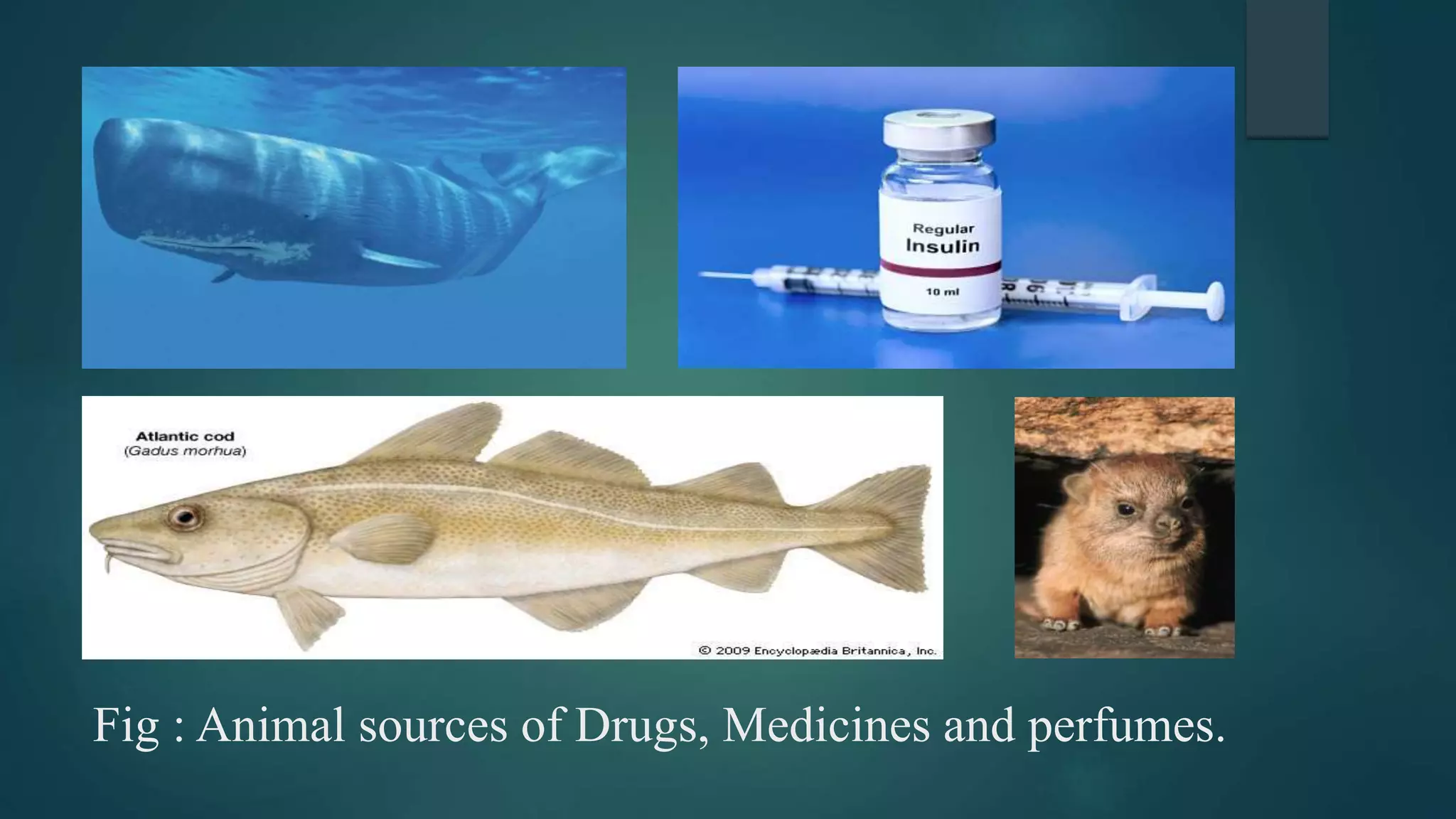 Animal sources of drugs, medicines and perfumes | PPTX