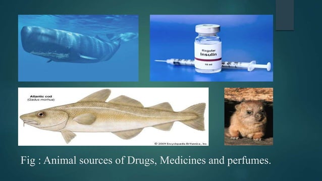 Animal sources of drugs, medicines and perfumes | PPT
