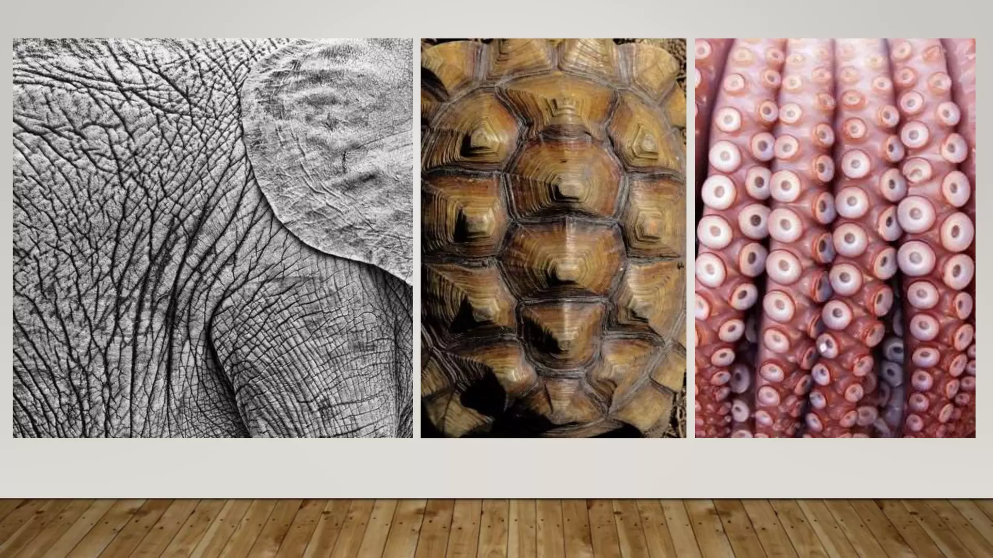 Animals patterns and textures | PPTX