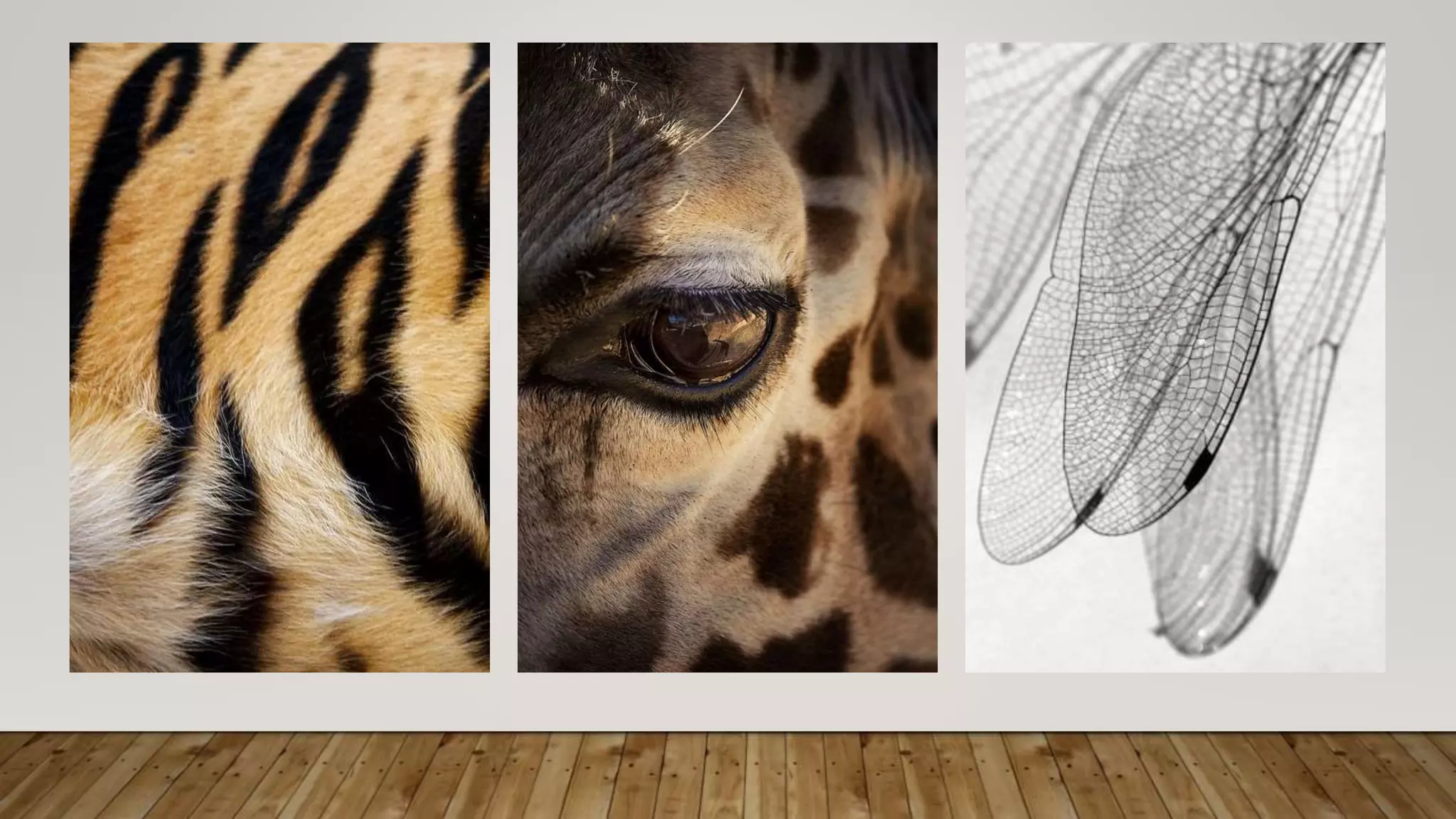 Animals patterns and textures | PPTX