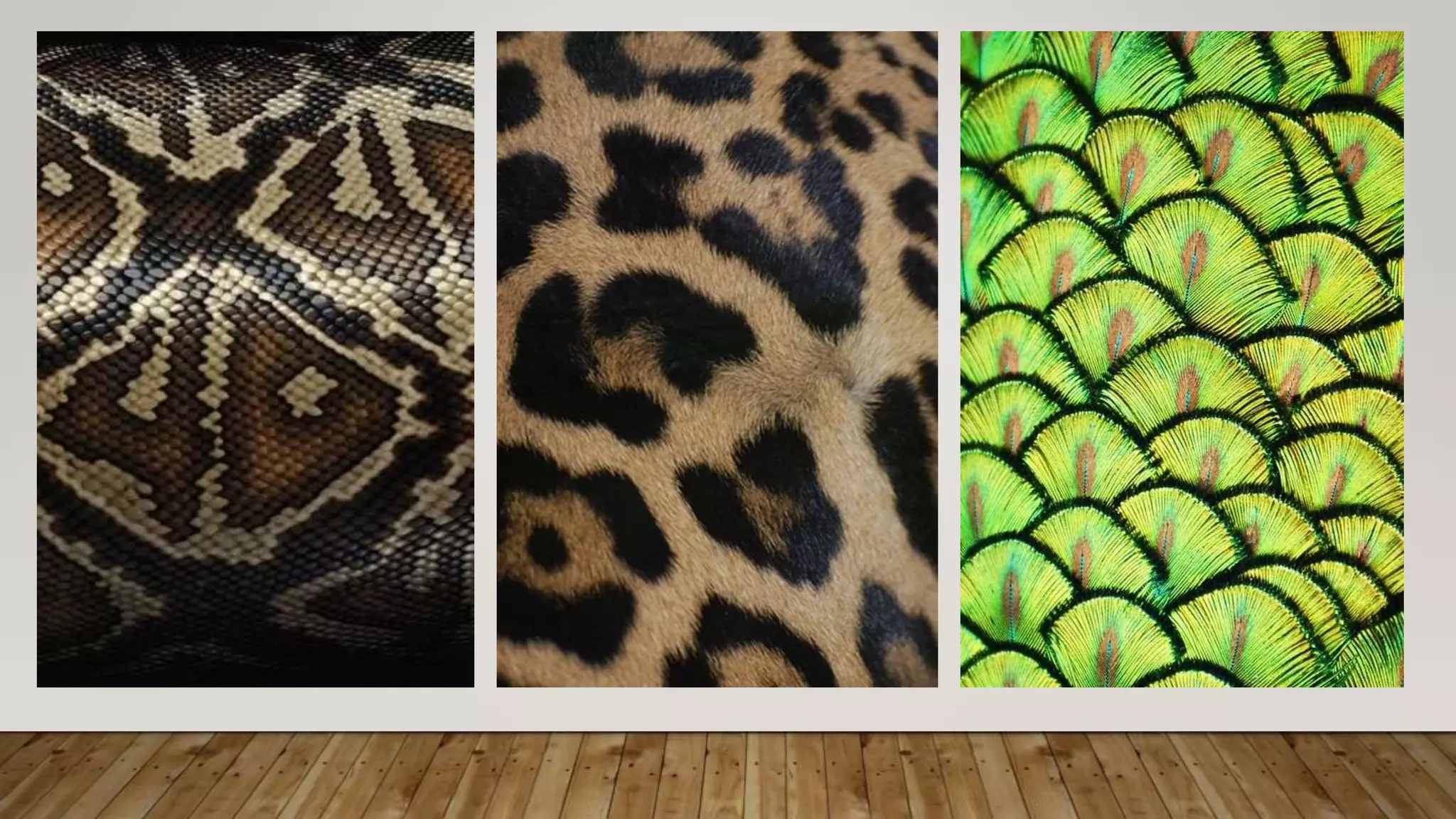 Animals patterns and textures | PPTX